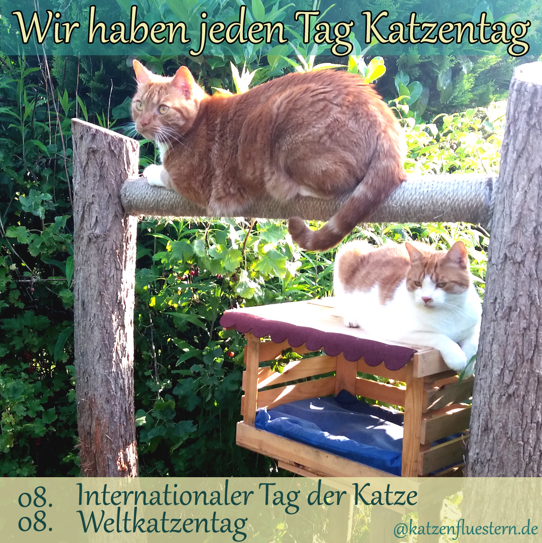 Internationaler Tag der Katze - Weltkatzentag - 08.08. - Katzenflüstern