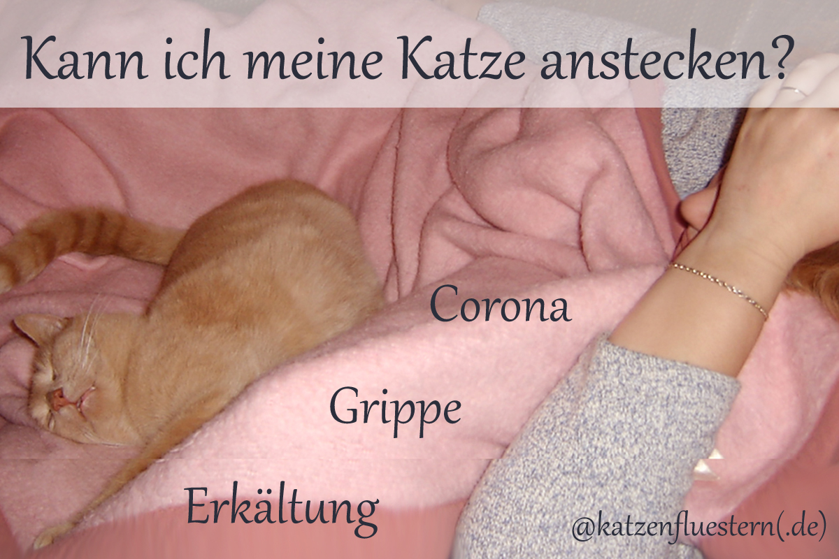 Kann Ich Meine Katze Anstecken