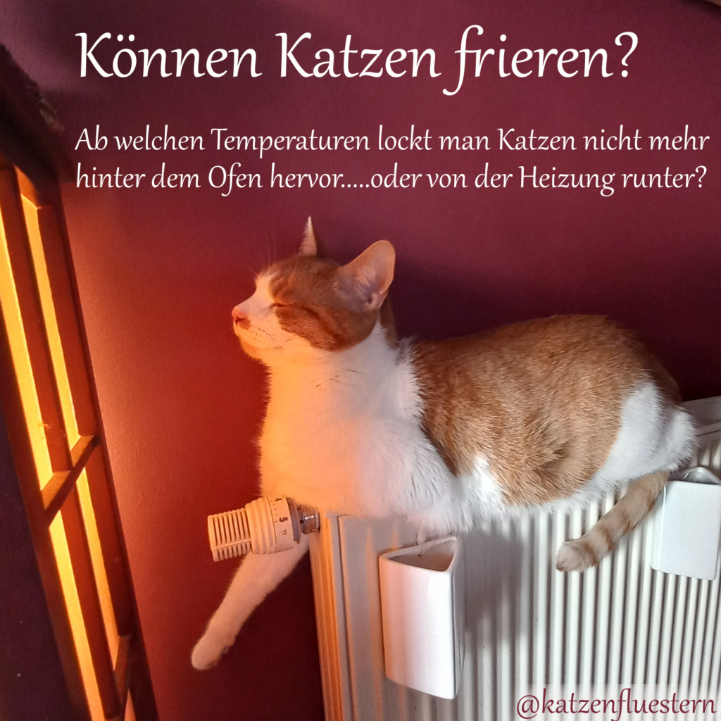 Können Katzen frieren? Wohlfühltemperaturen für Katzen | Katzenflüstern